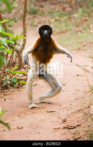 Crowned Sifaka (Propithecus coronatus) jumping, Endemic, Madagascar ...
