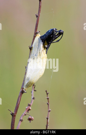 Burnet Moth cocoon Stock Photo - Alamy