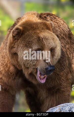 Kodiak bear at Silver Springs Florida Stock Photo - Alamy