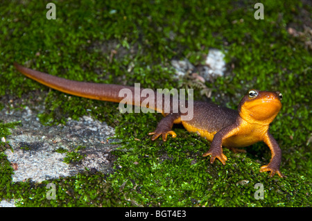 California Coast Range Newt Taricha torosa torosa Stock Photo: 4017534 ...