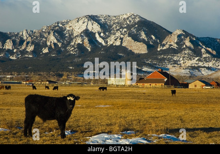Cattle grazing in pasture, Colorado, USA Stock Photo - Alamy