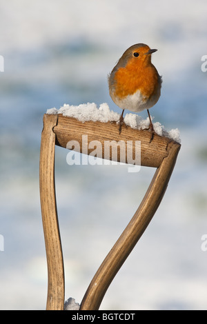 Robin sitting on a spade handle on an allotment Stock Photo - Alamy