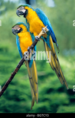 two blue-and-yellow macaw (Ara ararauna), also known as the blue-and ...