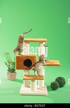 A little kitten plays with a scratching post Stock Photo - Alamy