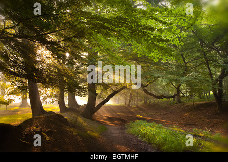 Beeches Autumn Morning Ashridge Hertfordshire Stock Photo - Alamy