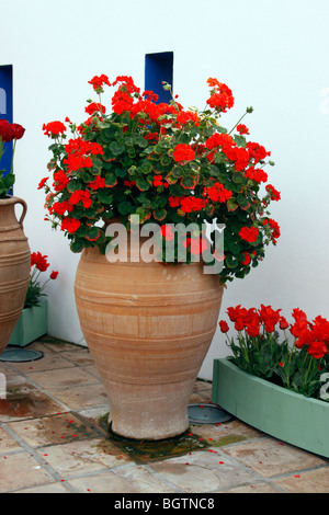 Pelargonium in pot flowering, Pelargoniums, Container Stock Photo - Alamy