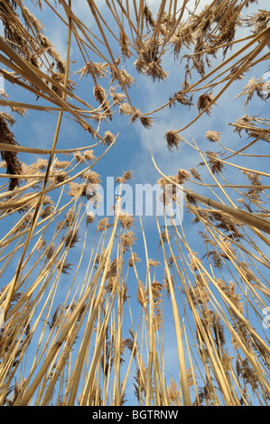 Norfolk reed, phragmites, showing seed heads moving in wind against ...