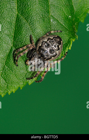 The hunting spider Stock Photo - Alamy