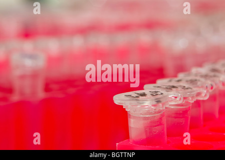 Cell cultures in multi-well sample trays being held in hands. The cells ...