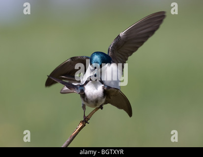 Mating tree swallows Stock Photo - Alamy
