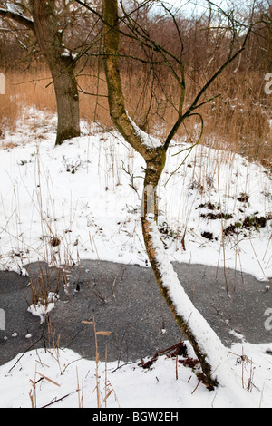Iced bog birch (Betula pubescens) near Lake Myvatn, Northern Iceland ...