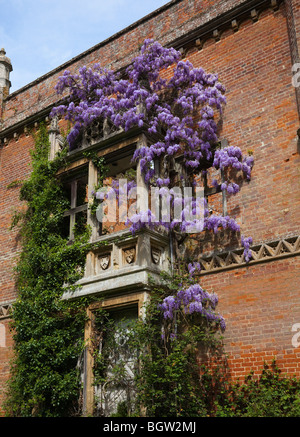 Wisteria Wisteria sinensis with purple flowers grows in the foreground ...