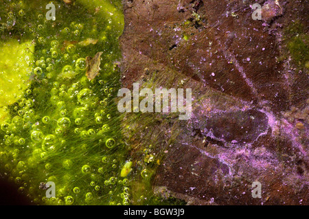 pink algae Rhizobiales Methylobacterium in pond in UK Stock Photo - Alamy