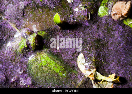 pink algae Rhizobiales Methylobacterium in pond in UK Stock Photo - Alamy