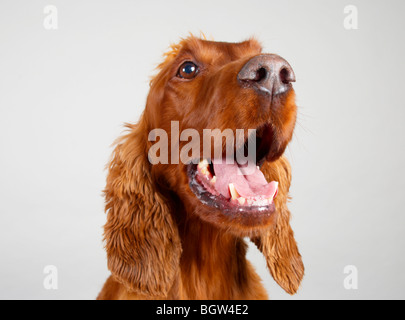 portrait of a happy red-haired Irish boy Stock Photo - Alamy