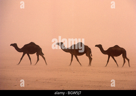 Line of three camels walking through desert Stock Photo - Alamy