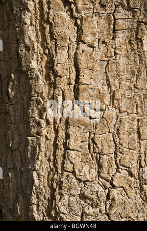 Close-up of a detailed Tree Bark. Wooden Background Texture Stock Photo ...