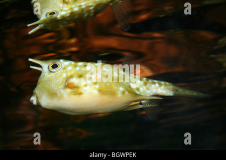 Long-horned Cowfish (Lactoria cornuta) adult, close-up of head, Lembeh ...