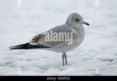 Common Gull (Larus canus) feeding over stormy seas Norfolk January 2026 ...