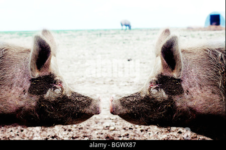 Two pigs kissing Stock Photo - Alamy