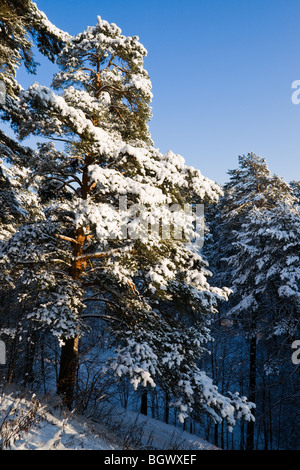 Trees under snow. Sunny day. Horizontal format Stock Photo - Alamy