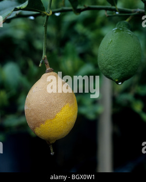 Phytophthora fruit rot Phytophthora citrophthora gummosis exudation ...
