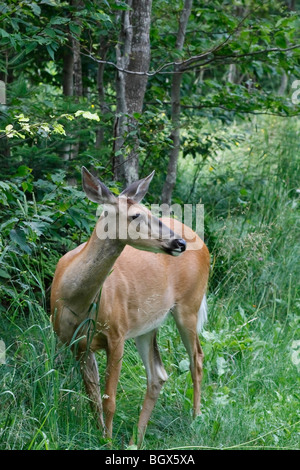 Profile photo on Red Deer Rebels RW Beckett Hamilton during WHL ...