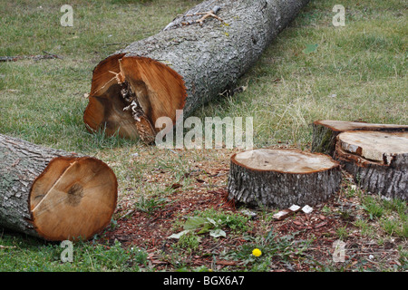 Falling trees timber in Michigan USA wood logs waste in nature nobody ...