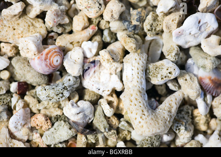 Close up on beautiful corals at Batu Bolong Island, Komodo Island ...