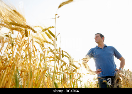 Mature Grain wheat field in summer time view Stock Photo - Alamy