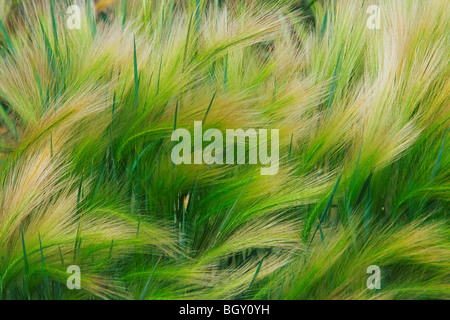 Foxtail Barley Grass Stock Photo - Alamy