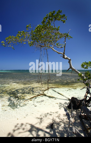 mangrove swamp surrounding Rock Harbour, Utila, Bay Islands, Honduras ...