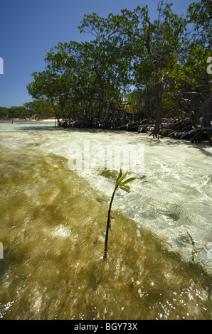 mangrove swamp surrounding Rock Harbour, Utila, Bay Islands, Honduras ...