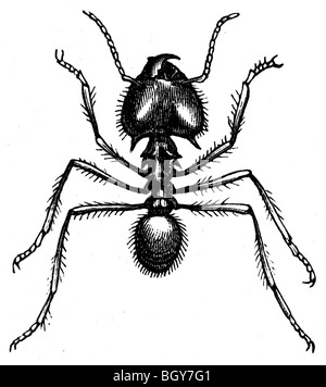 Oecodoma cephalotus, ant Stock Photo - Alamy