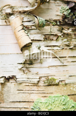 Closeup of a peeling tree trunk Stock Photo - Alamy