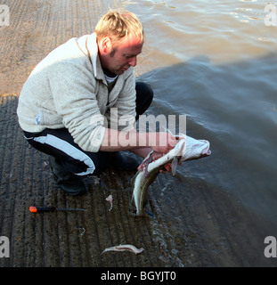 fisherman gutting cod just catch Stock Photo - Alamy