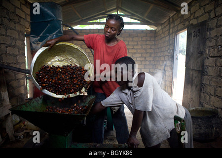 Palm nuts, Ghana Stock Photo - Alamy