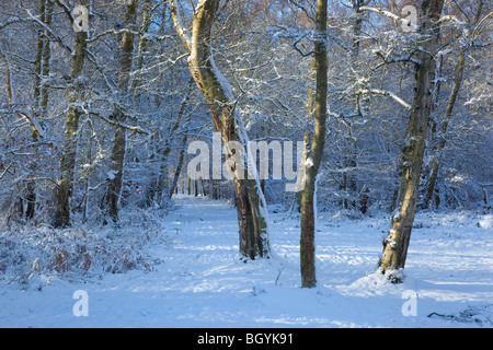 Silver Birch trees in the snow Finland Stock Photo - Alamy
