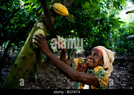 Akosua Boadu harvesting, on her farm in village of Amankwaatia Stock ...