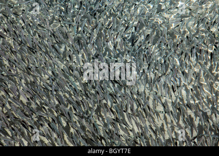 A group of tiny baby fishes swimming on a small and narrow rush of ...