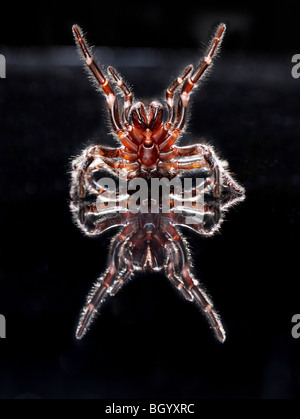 Sydney Funnel Web Spider, Atrax robustus . These spiders are renowned ...