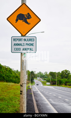Traffic Sign Koala - Phascolarctos cinereus in the Australian mountain ...