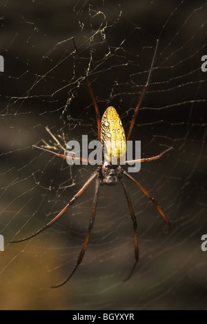 Madagascar Giant Silk Spider (Nephila madagascarensis) Found throughout ...