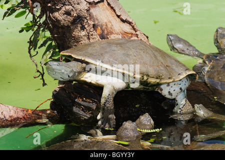 Hilaire's side-necked turtle (Phrynops hilarii) at Vancouver Stock ...