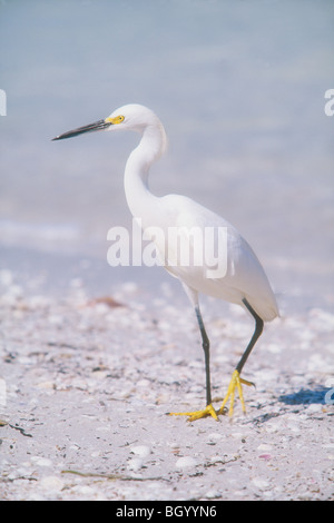 A Snowy egret, Egretta thula looking at its reflection in the water ...
