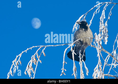 Crow at full moon, Crow on branch with cherry blossom, to the left, at ...