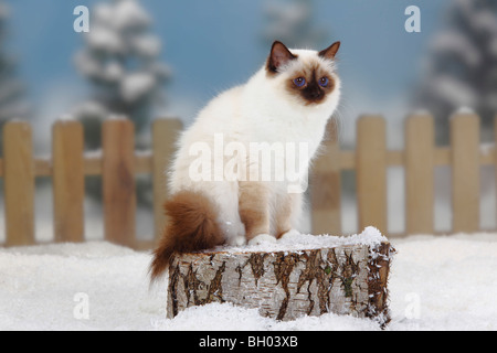 Sacred Cat of Birma, chocolate-point / Birman Stock Photo - Alamy