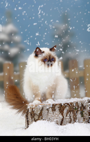 Sacred Cat of Birma, chocolate-point / Birman Stock Photo - Alamy