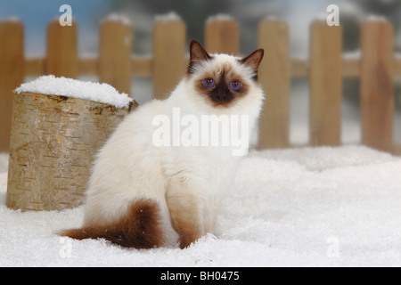 Sacred Cat of Birma, chocolate-point / Birman Stock Photo - Alamy