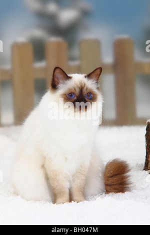 Sacred Cat of Birma, chocolate-point / Birman Stock Photo - Alamy